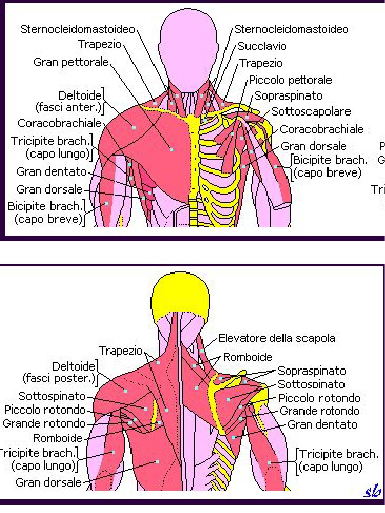 Muscoli Dorsali | PDF