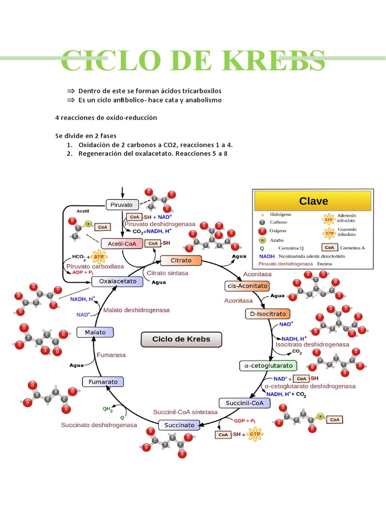 Ciclo de Krebs | PDF