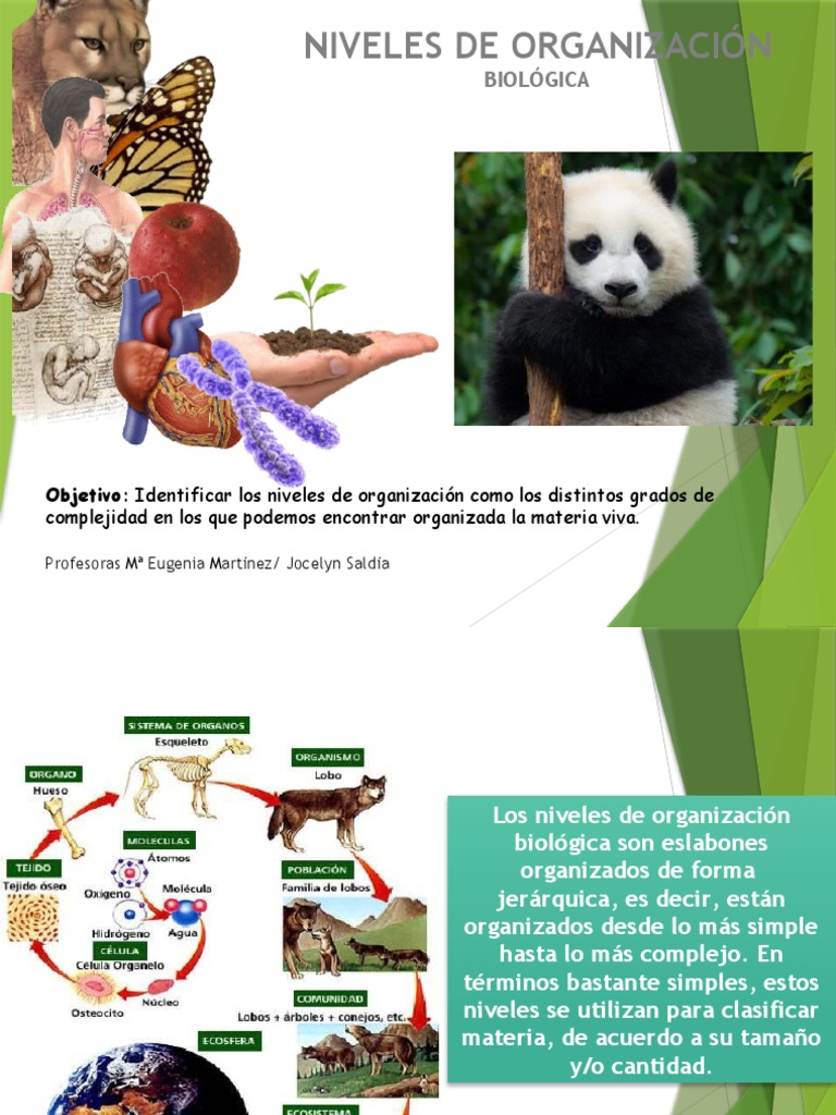 Niveles de Organizacion Biologica | PDF | Ecosistema | Organismos