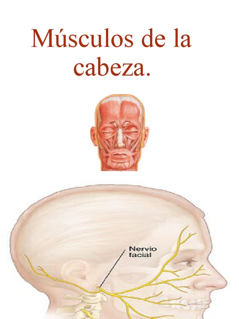 Musculos de La Cabeza | PDF