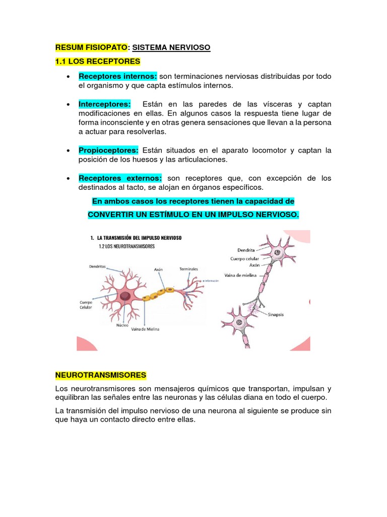 FISIOPATO RESUM SISTEMA NERVIÓS | PDF