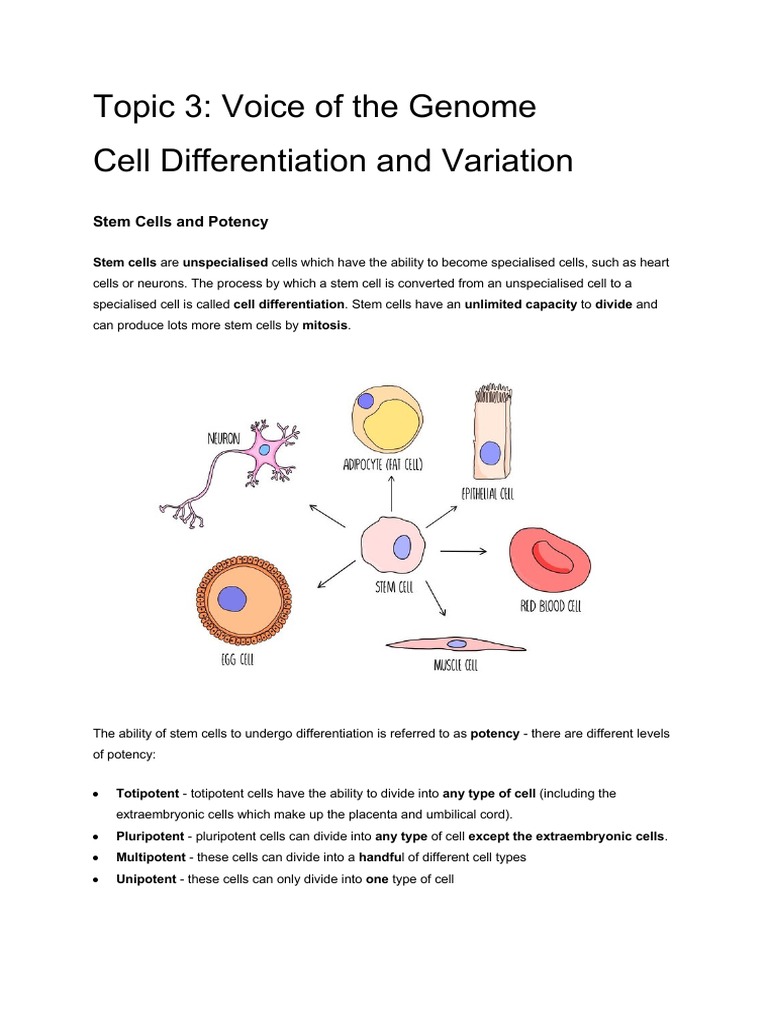 Topic 3 Cell Differentiation and Variation | PDF | Operon | Repressor