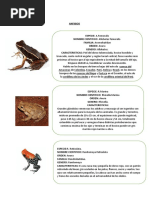 Allobates niputidea: Especie Única | PDF | Taxonomía (biología) | Género