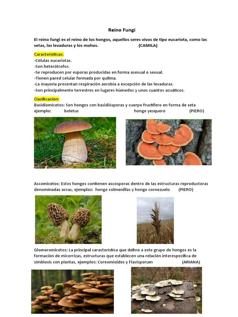 Reino Fungi | PDF