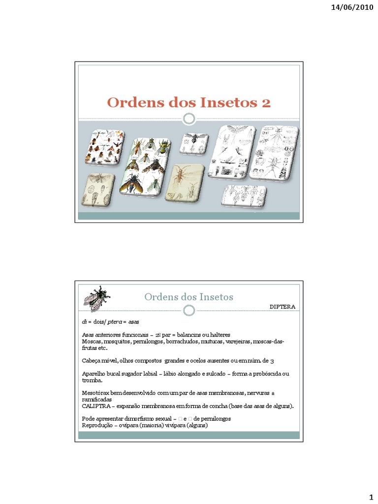 Aula Ordens Dos Insetos - DIPTERA | PDF