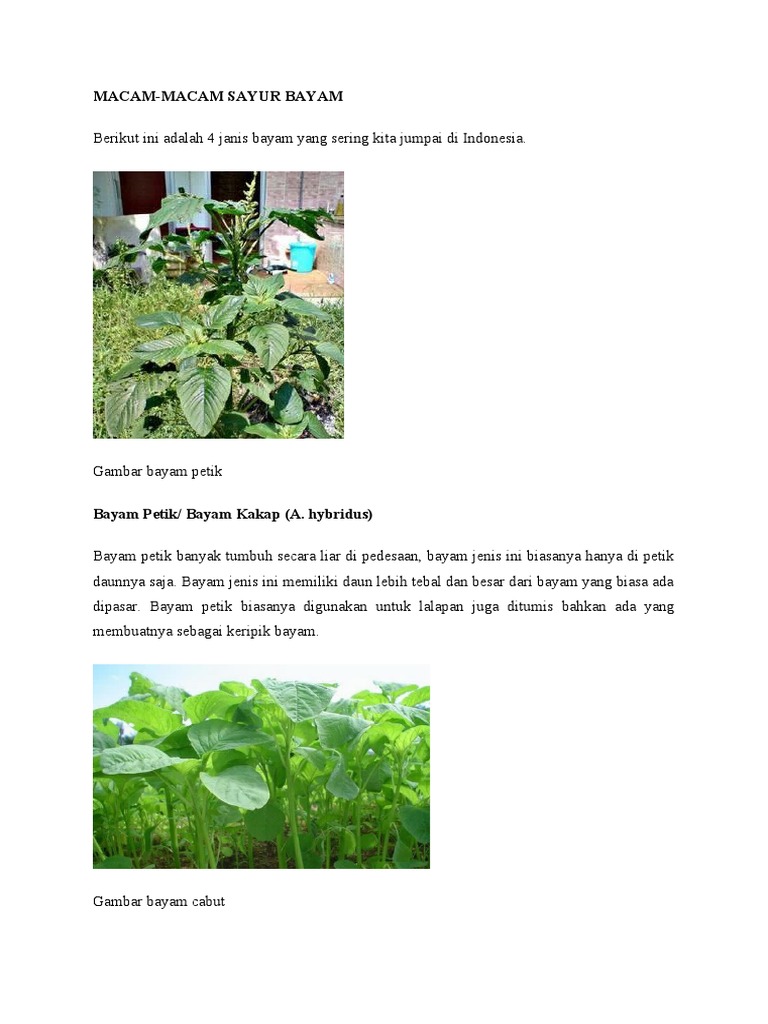 Jenis-Jenis Bayam di Indonesia | PDF | Griya & Taman