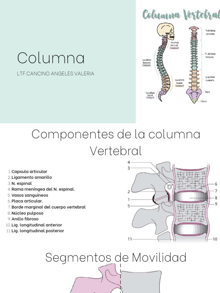 Anatomía y Función de la Columna Vertebral | PDF | La columna vertebral ...