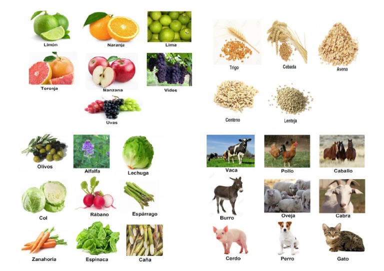 Lo Que Trajeron Los Españoles | PDF