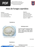 Atlas de Micologia Corregido | PDF | Hongo | Aspergilo