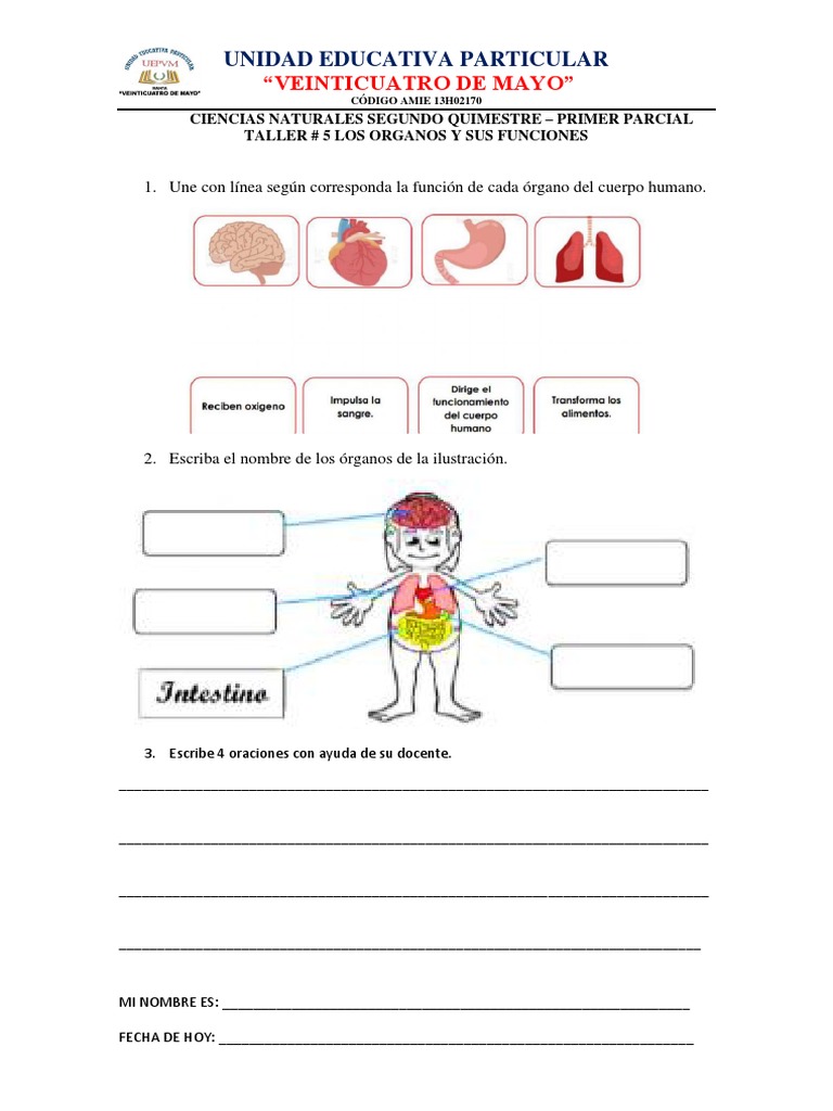 CCNN 5 TALLER LOS ORGANOS Y SUS FUNCIONES | PDF