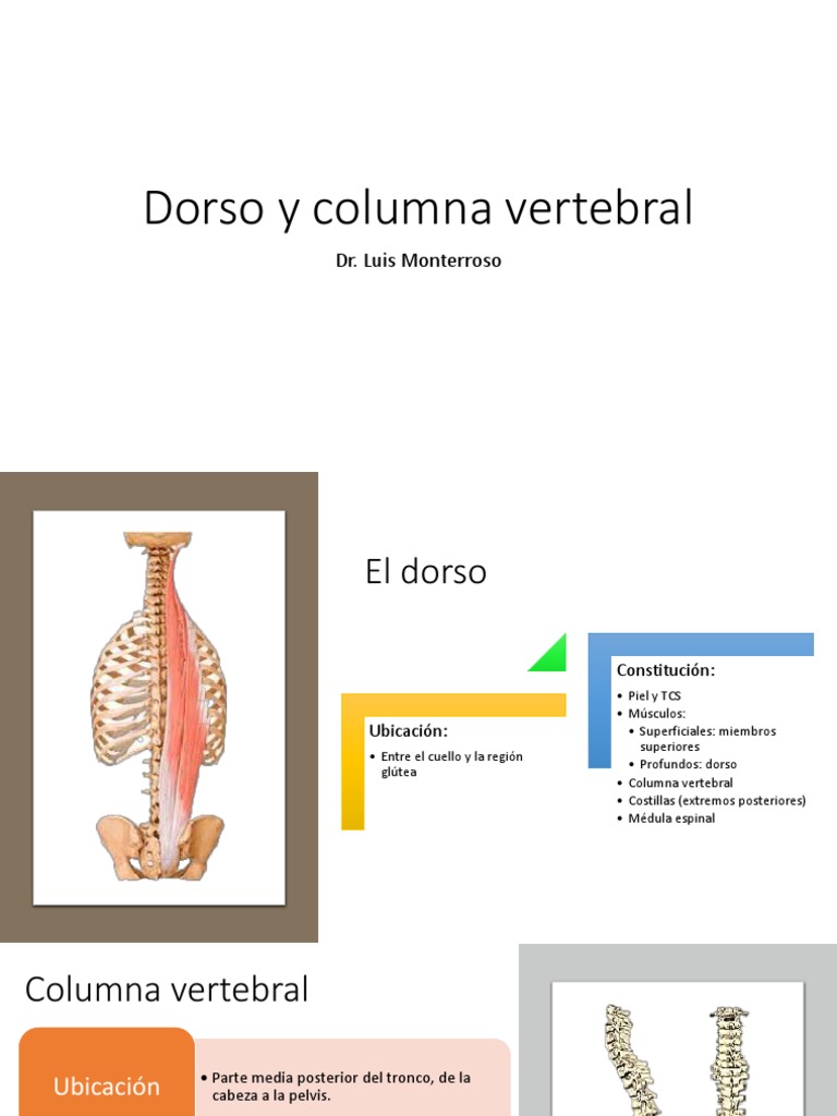 El Dorso y La Columna Vertebral | PDF
