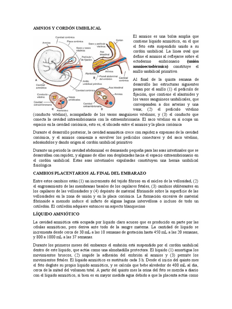 Amnios y Cordón Umbilical | PDF | Parto | Feto