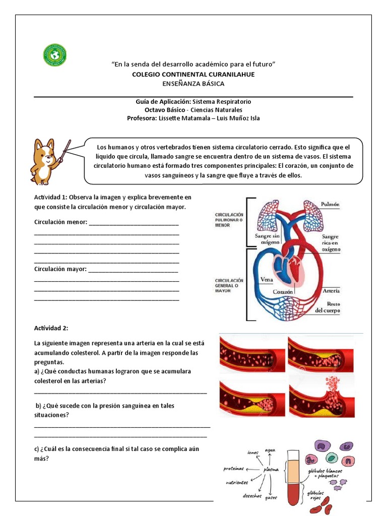 Guia Sistema Circulatorio | PDF