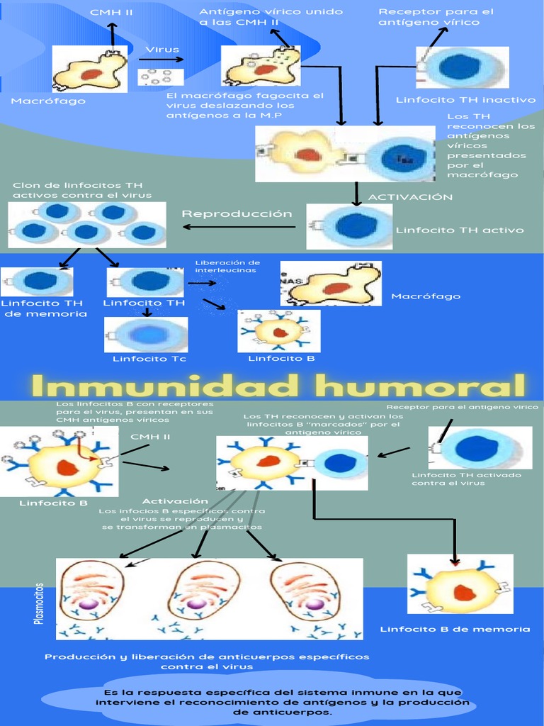Infografía Inmunidad Humoral y Celular | PDF | Linfocitos | Sistema inmune