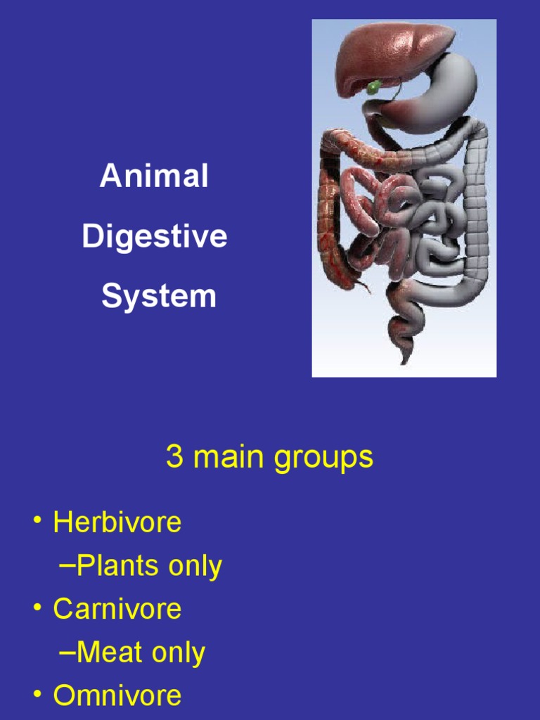 Animal Digestive System | PDF
