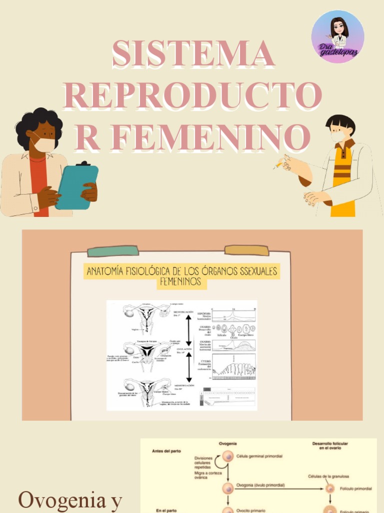 Ciclo Reproductivo Femenino y Embarazo | PDF | Hormona luteinizante ...