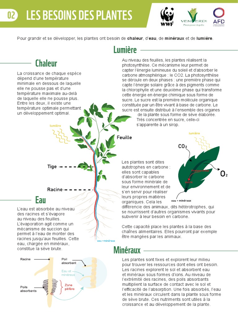 Fiche Pratique - 02 Besoins Des Plantes - Veni Verdi WWF | PDF