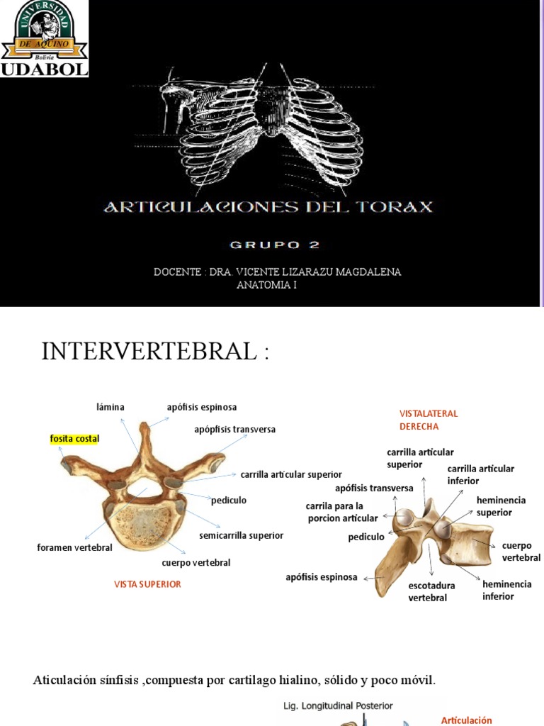 Articulaciones Del Torax | PDF | Articulación | Tórax