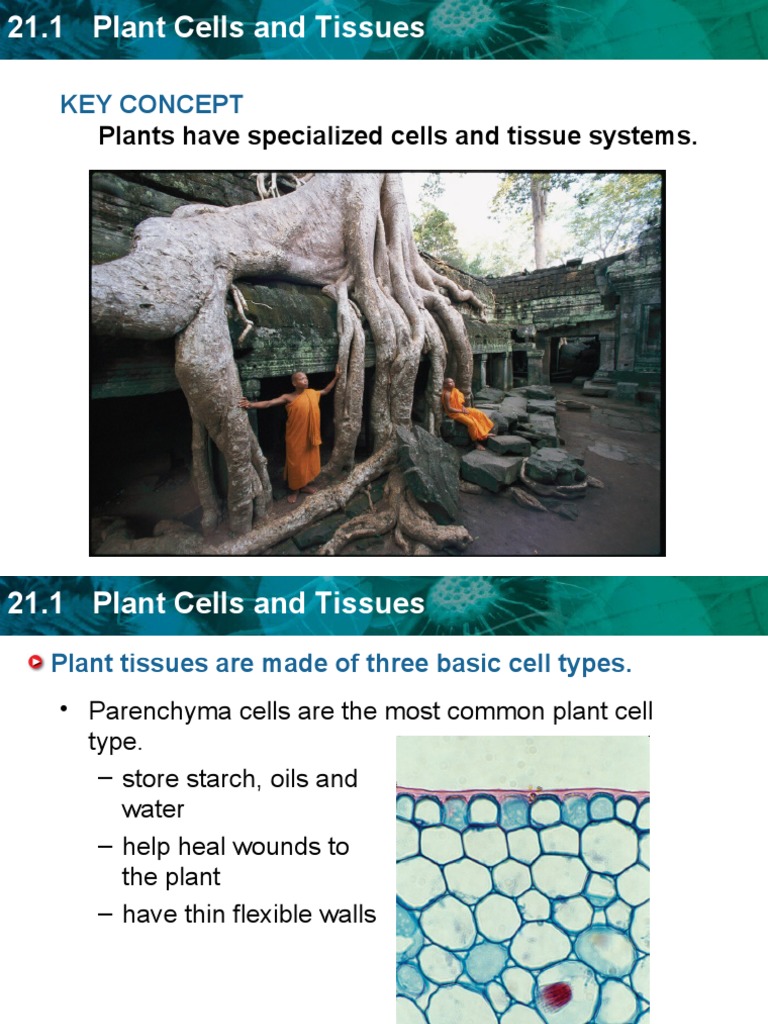 Plant Cells and Tissues | PDF