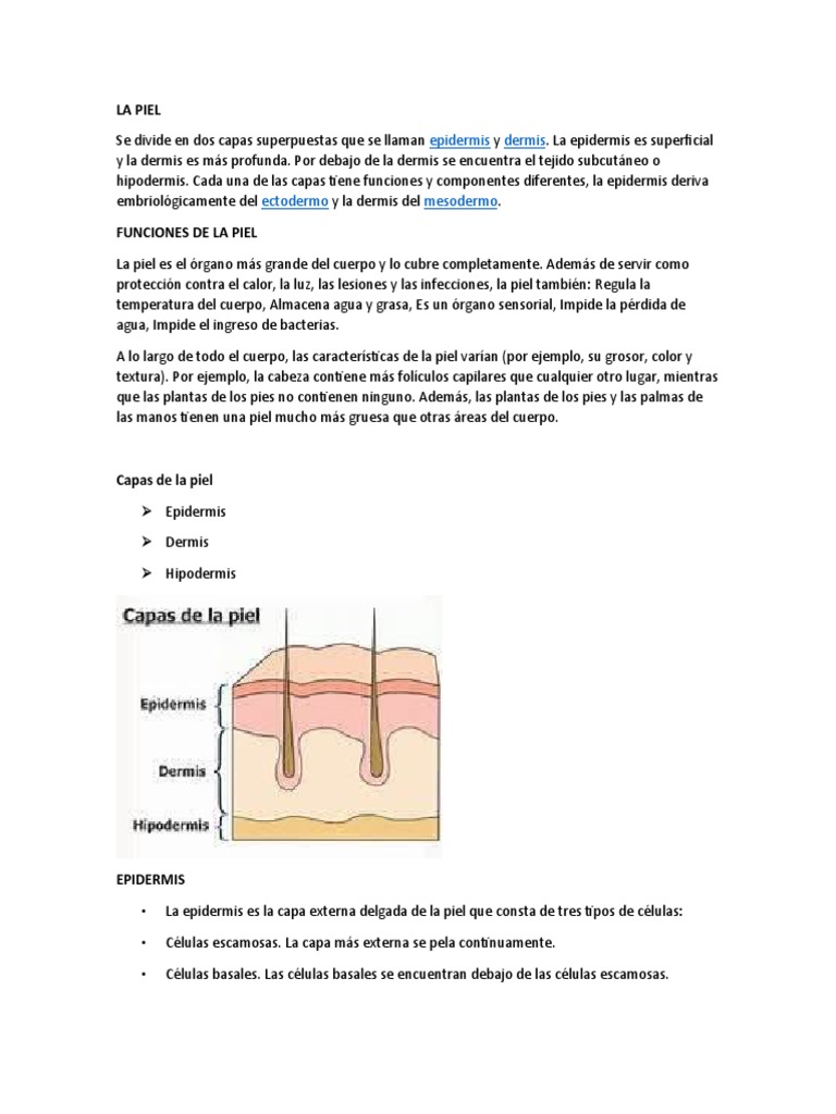 La Piel | Descargar gratis PDF | Piel | Epidermis