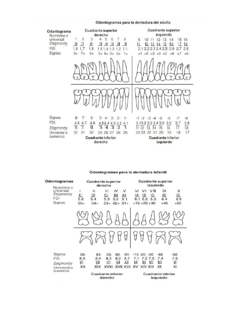 DENTICION ODONTOGRAMA | PDF