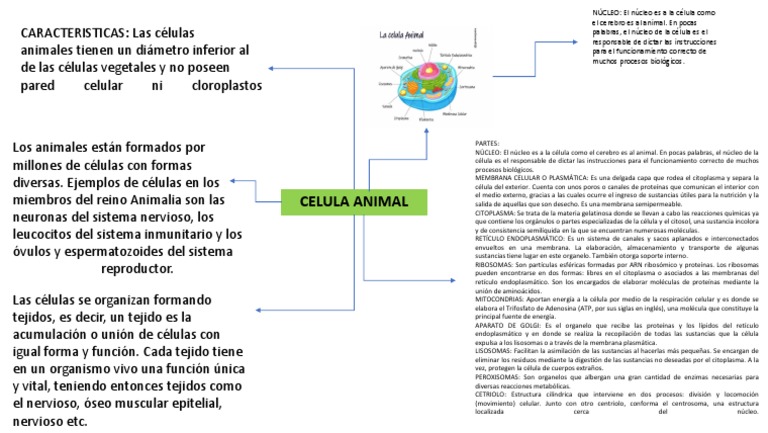 Mapa Conceptual Celula Animal | PDF