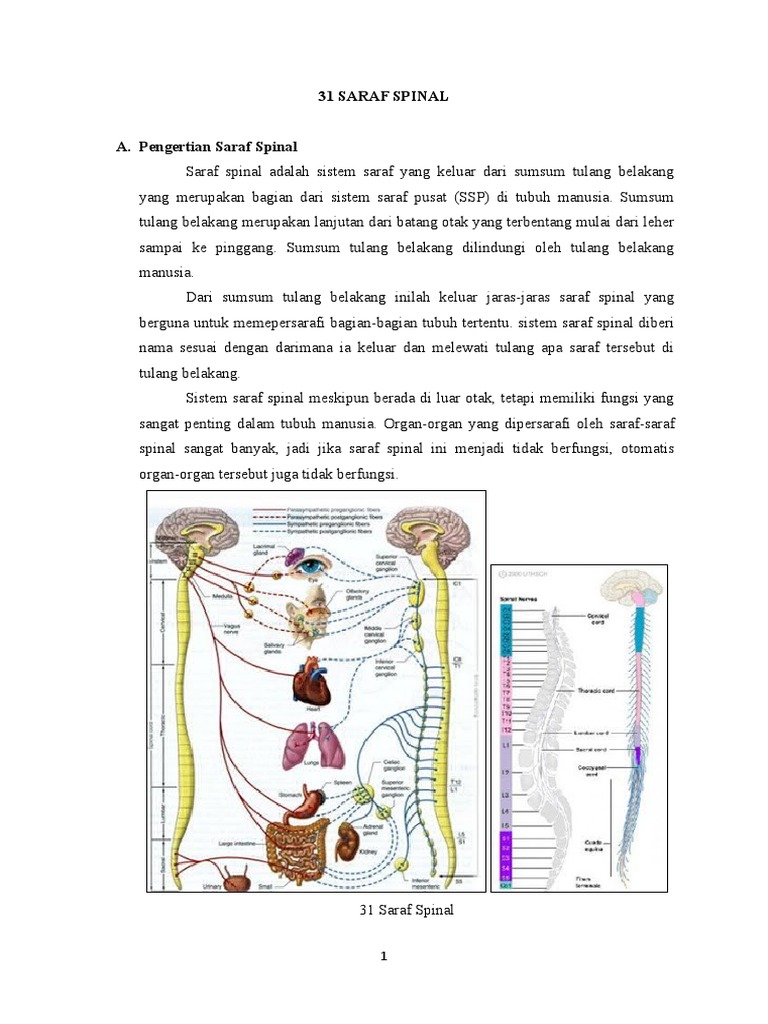 Fungsi dan Nama Saraf Spinal | PDF