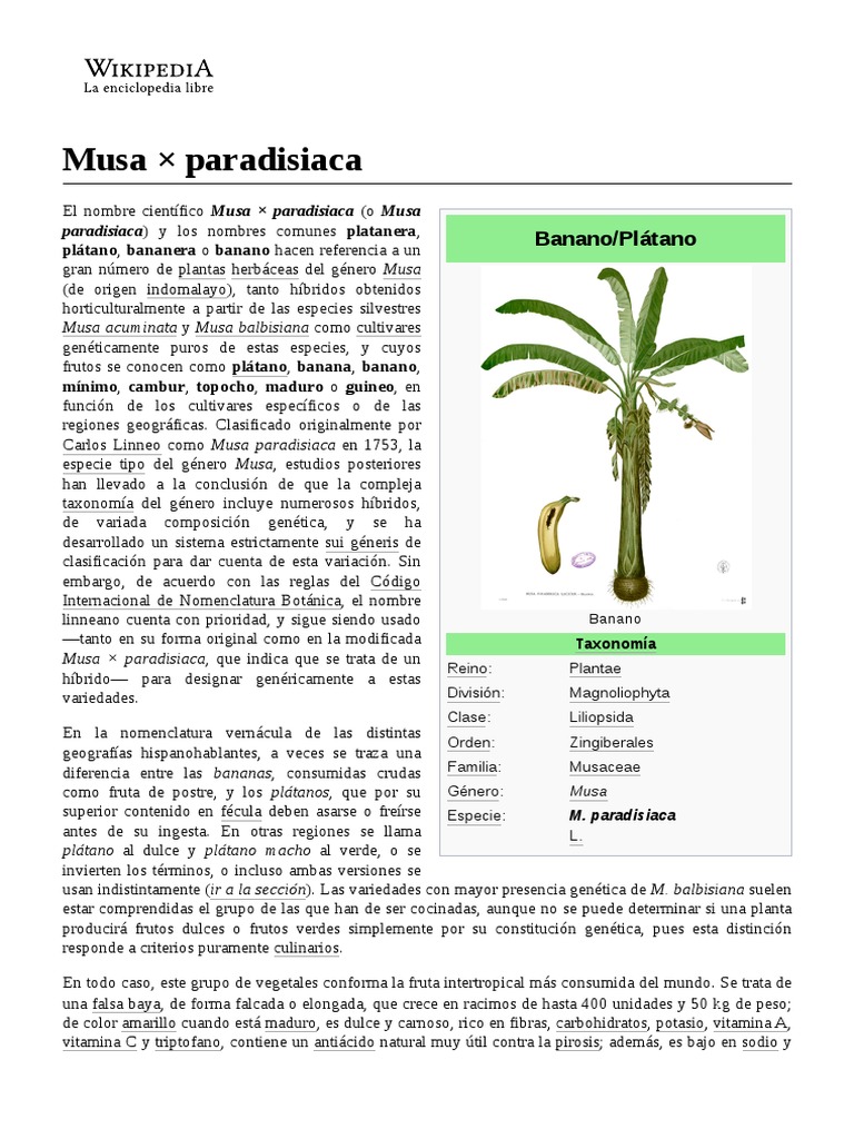 Musa × Paradisiaca | PDF | Plátano | Plantas
