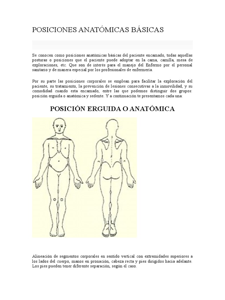 Posiciones Anatómicas Básicas | Descargar gratis PDF | Términos ...