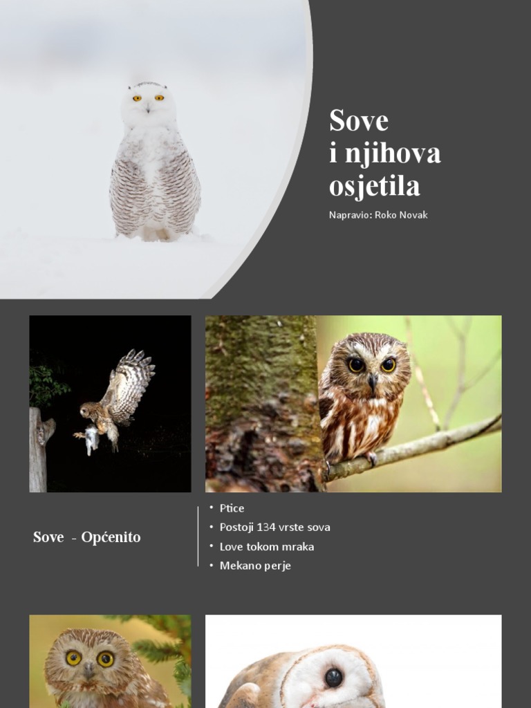 Sova I Njihova Osjetila | PDF