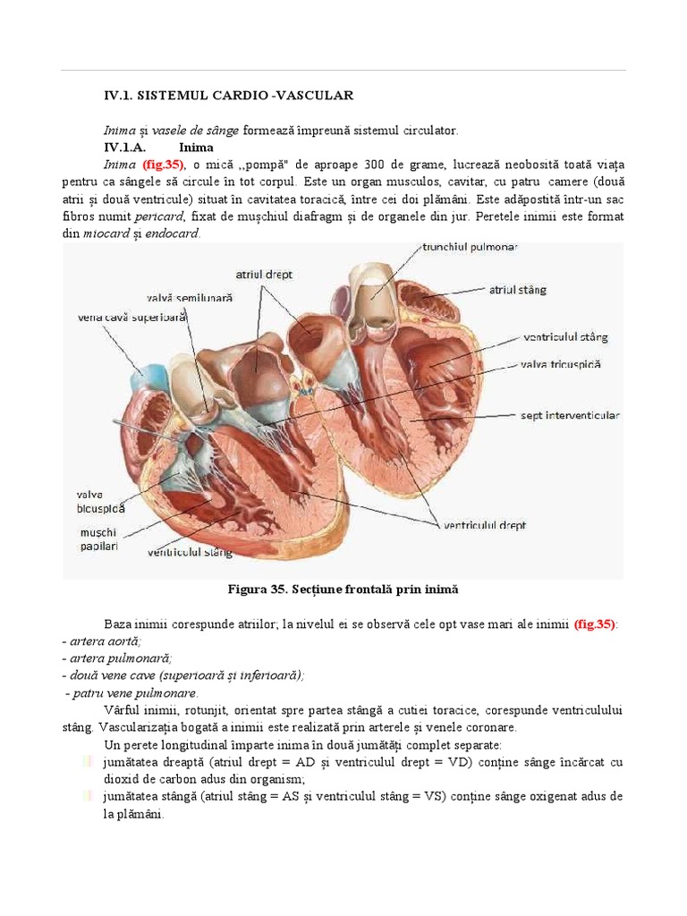 Sistemul Circulator FEG | PDF