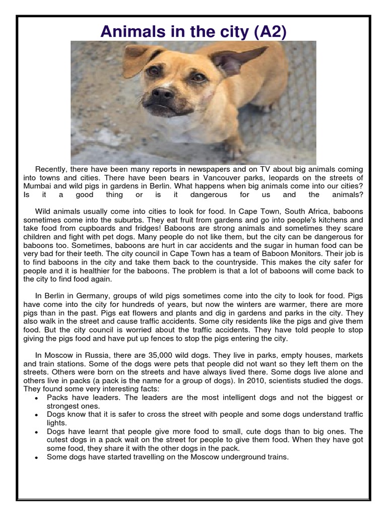 Animals in The City | PDF | Pig | Dogs