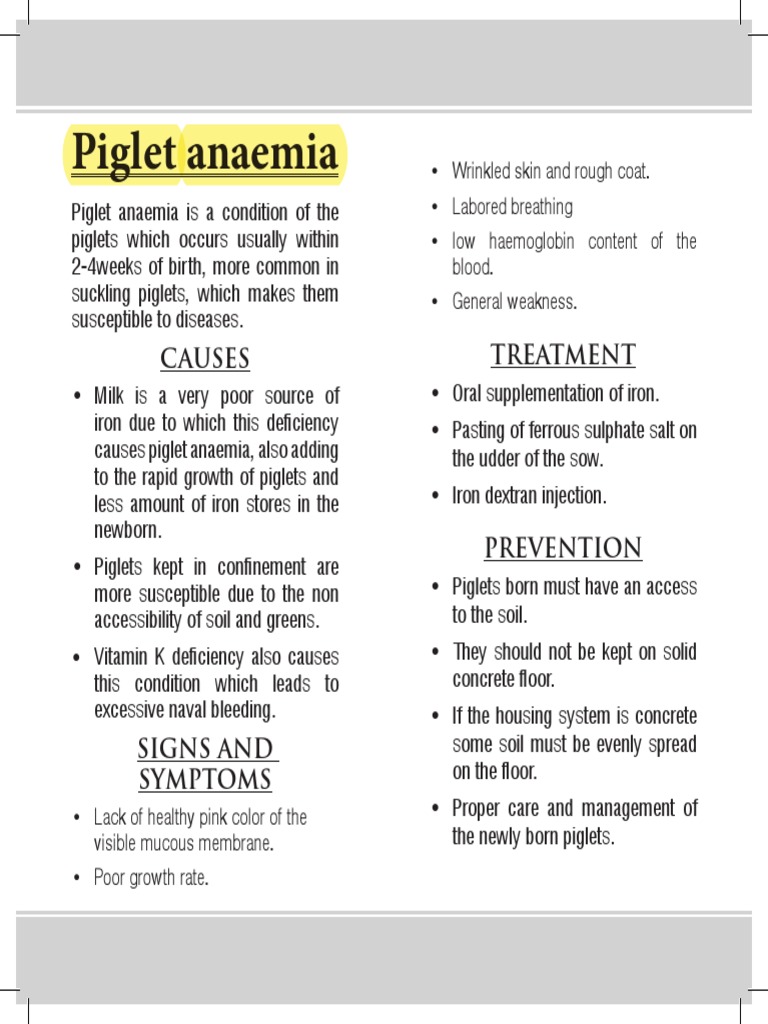 Piglet Anaemia | PDF