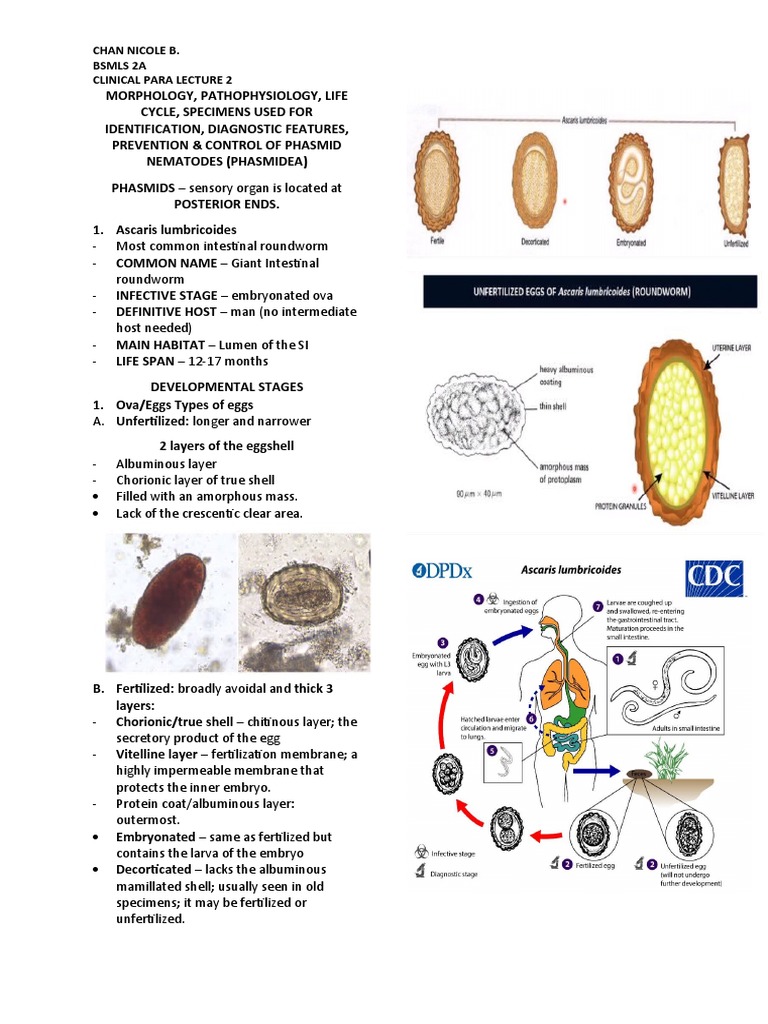 Morphology para Lec 2 | PDF | Medical Specialties | Diseases And Disorders Morphology para Lec 2 | PDF | Medical Specialties | Diseases And Disorders