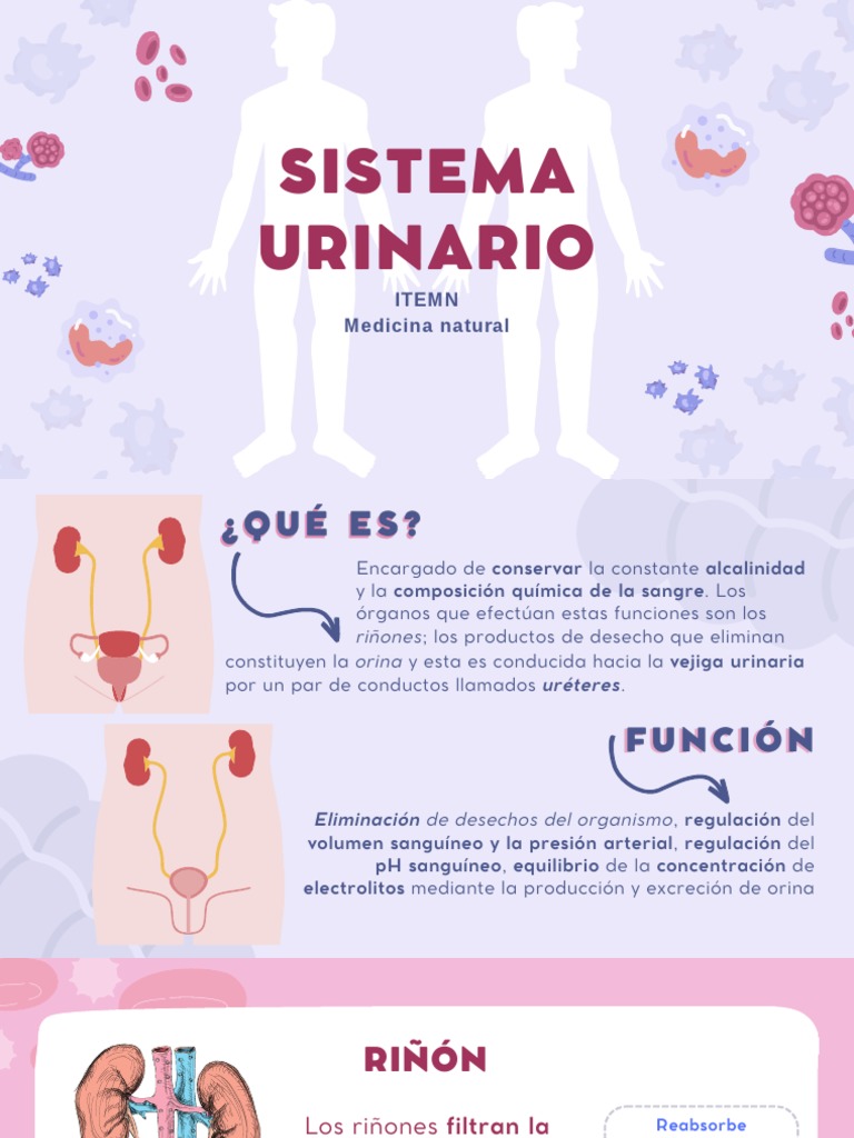Sistema Urinario | PDF