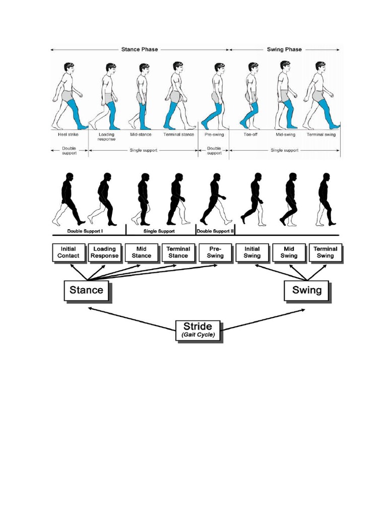 Gambar Gait Cycle | PDF