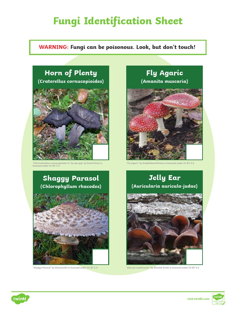 Fungi Identification Sheet | PDF