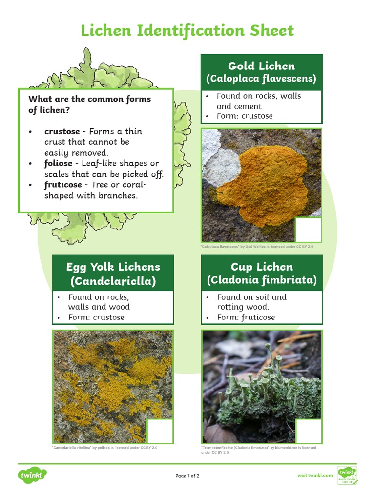 Lichen Identification Sheet | PDF