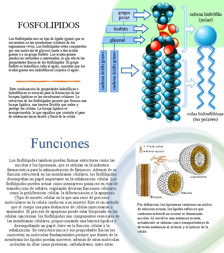 FOSFOLIPIDOS | PDF
