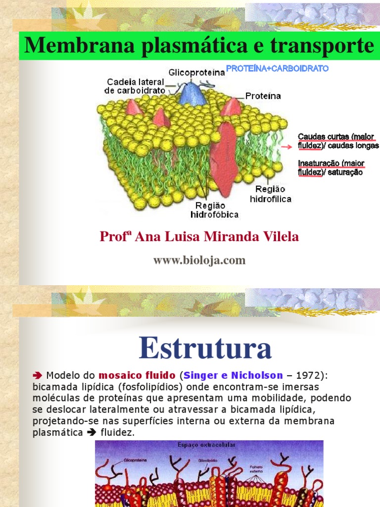 membrana plasmática transporte funções propriedades | PDF | Membrana ...