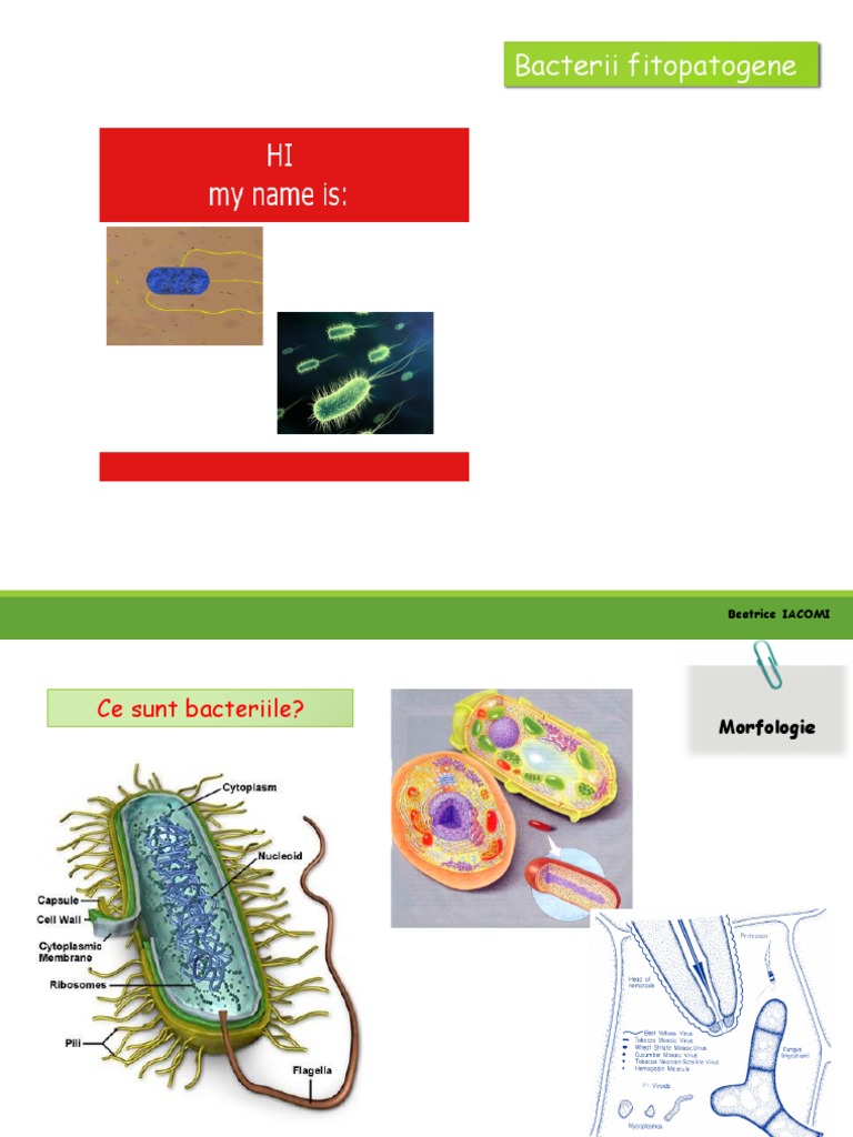 Bacterii | PDF | Bacillus | Bacteria