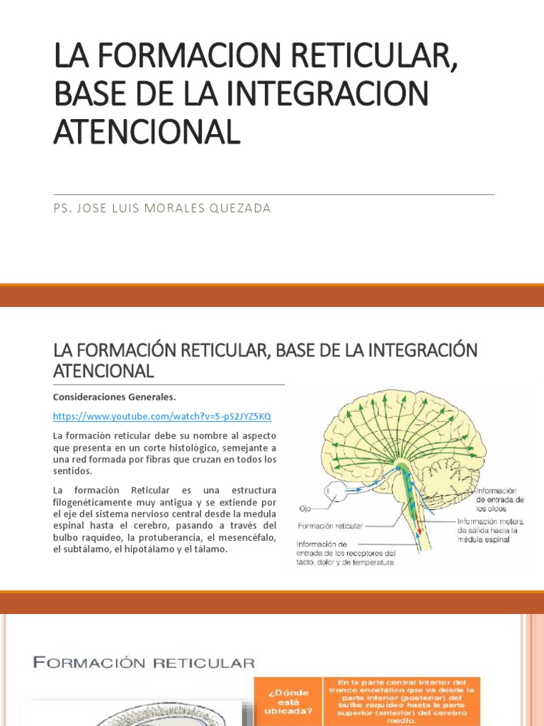 Formación Reticular | PDF | Cerebelo | Movimiento rápido del ojo Sueño