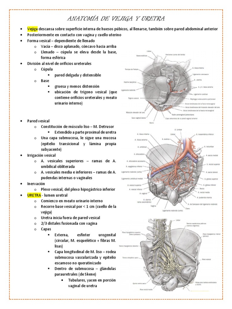 Anatomía de Vejiga Uretra Recto y Ano | PDF | Vejiga urinaria | Recto