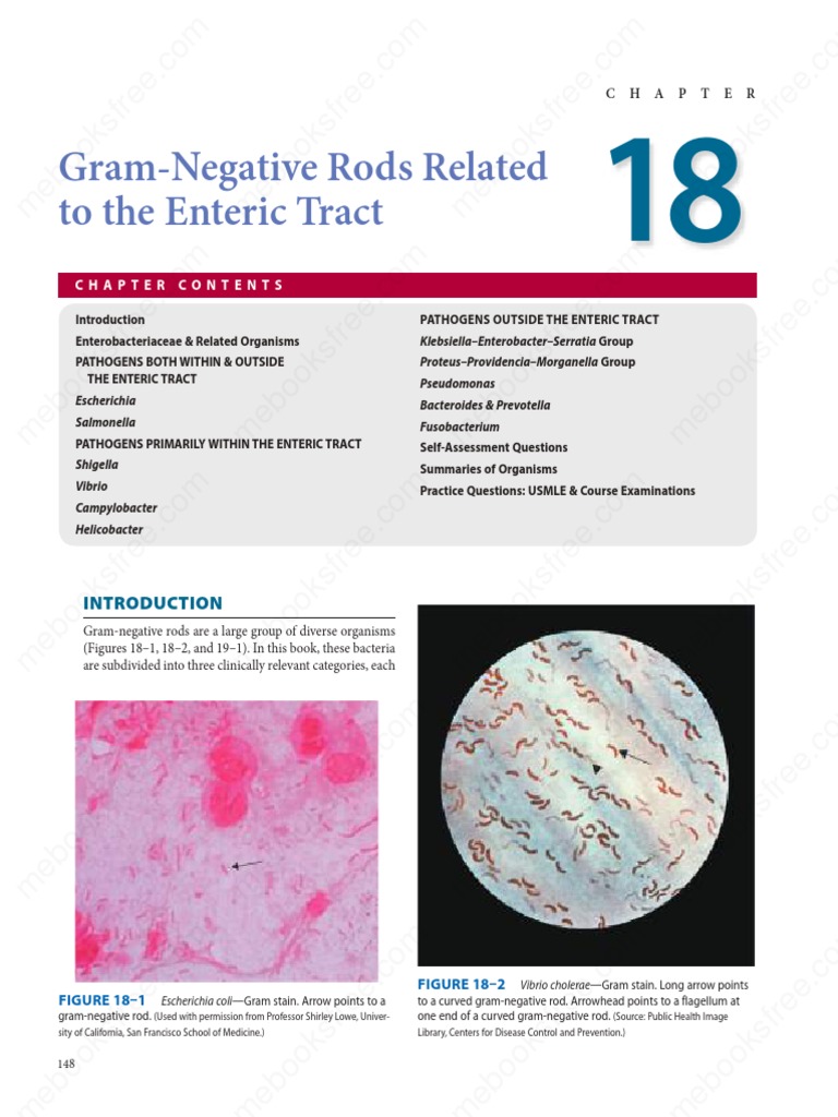 Gram Negative Rods | PDF | Gram Negative Bacteria | Escherichia Coli