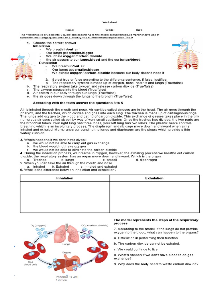 Worksheet Respiratory | PDF | Lung | Respiratory System