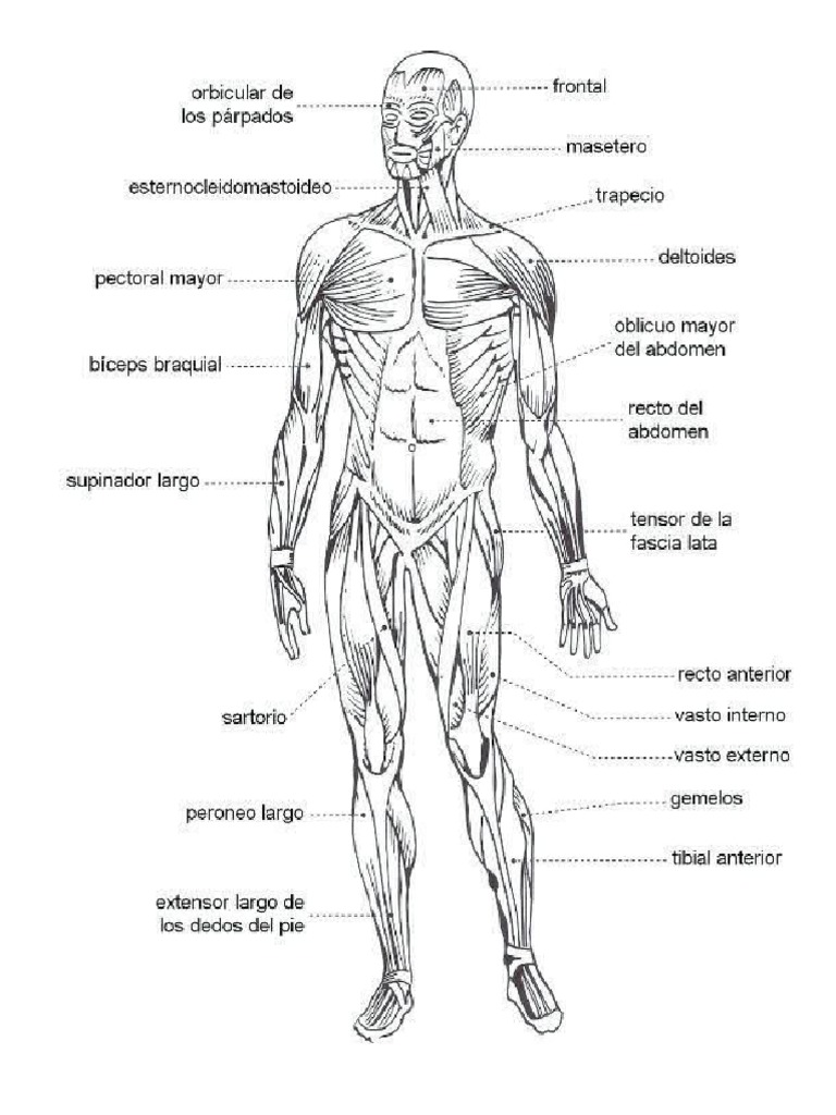 Sistema Muscular Pdf