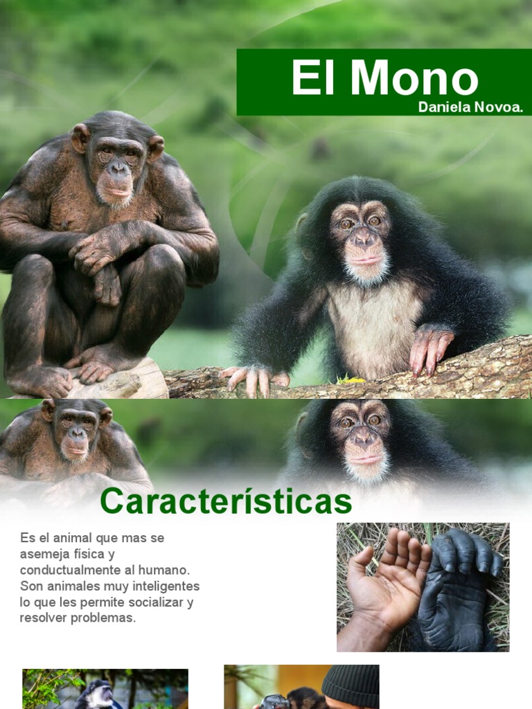 Características del Mono para Niños | PDF