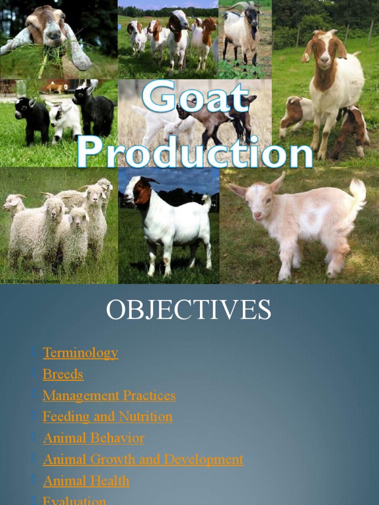Goat Production | PDF | Goat | Sheep