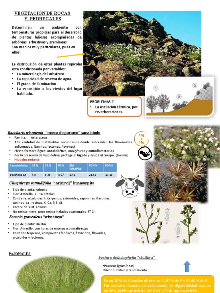 Rocas y Pedregales | PDF | Plantas | Botánica