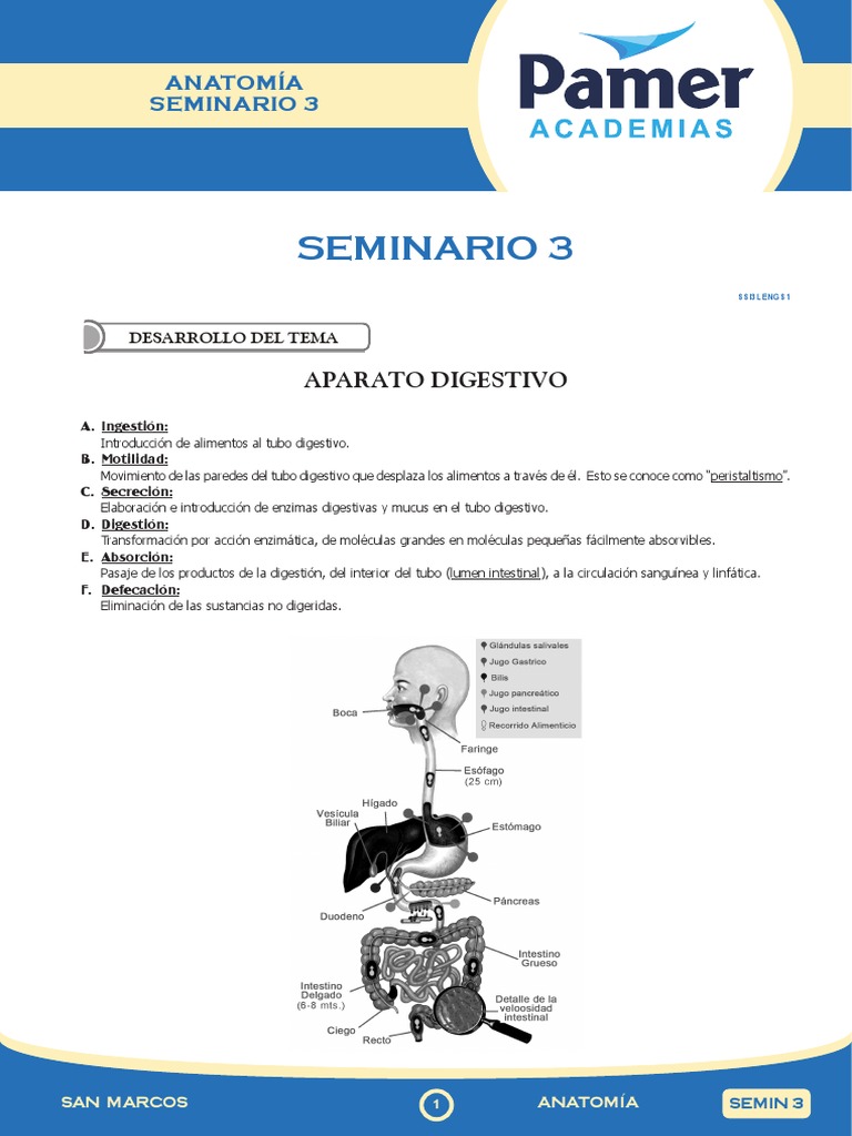 Corte Transversal del Estómago | PDF | Digestión | Estómago